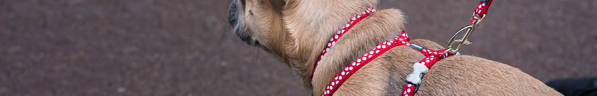 Puppy Collar, Lead & Harness Kits | Red Dingo Europe